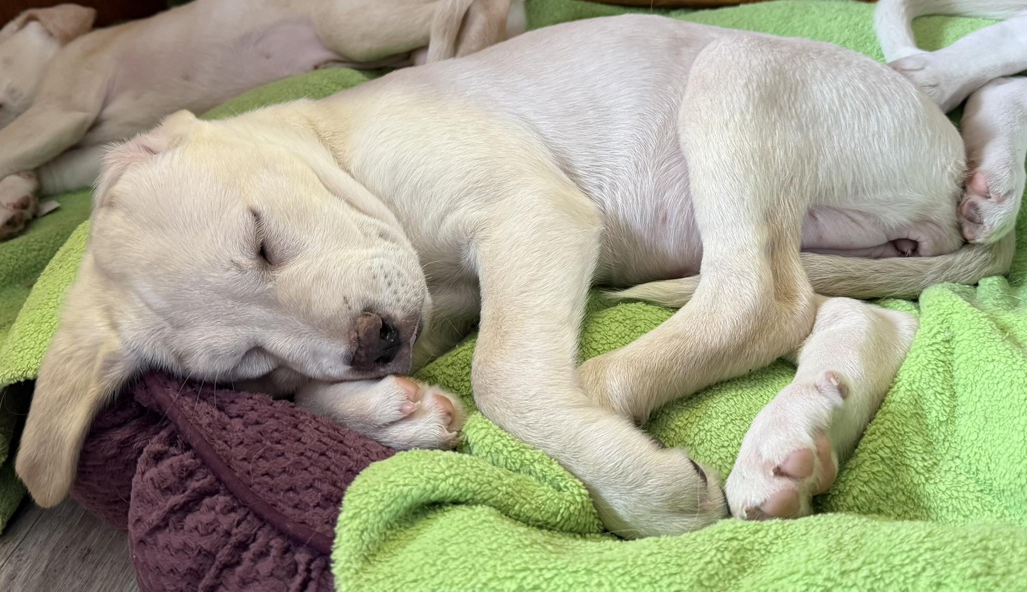 Flurry (312) – Paws & Claws Animal Rescue