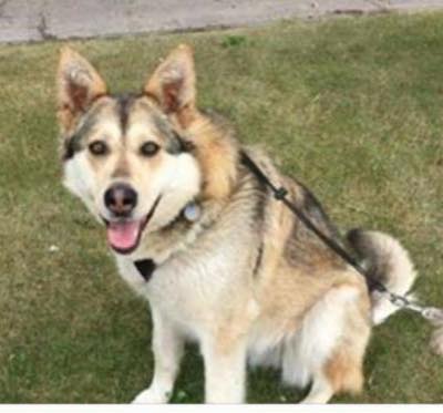 Ivy – Paws & Claws Animal Rescue