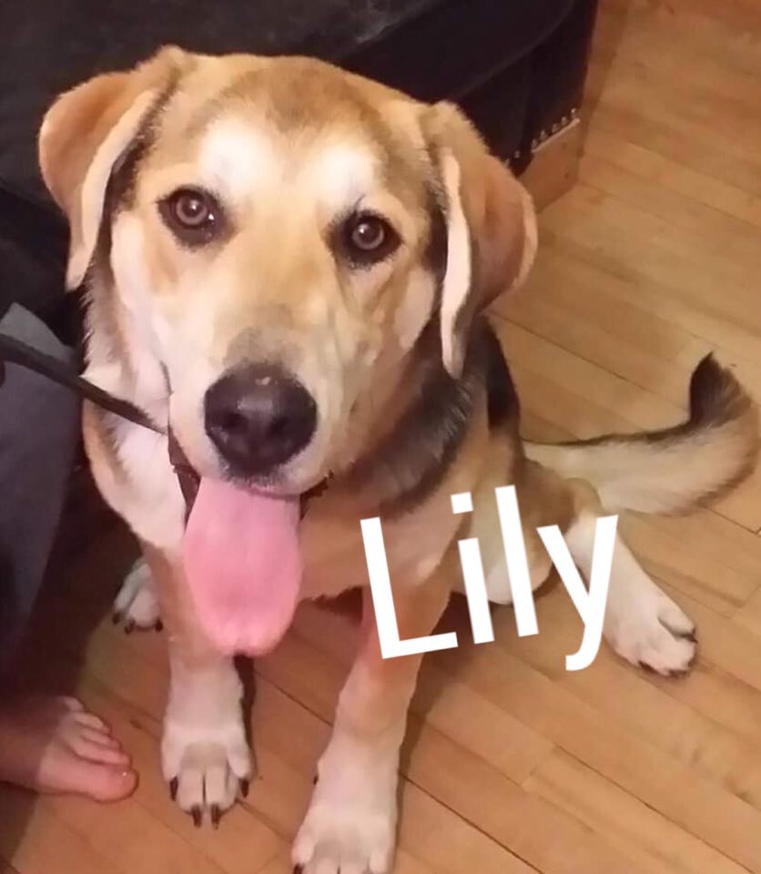 Lily – Paws & Claws Animal Rescue