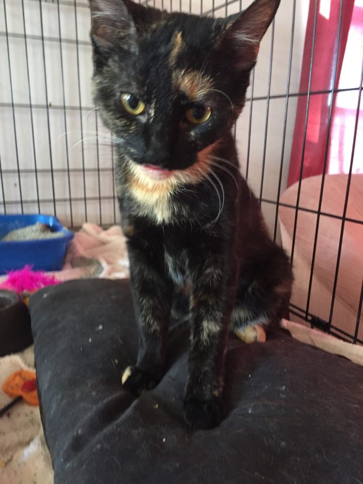 Lucy – Paws & Claws Animal Rescue