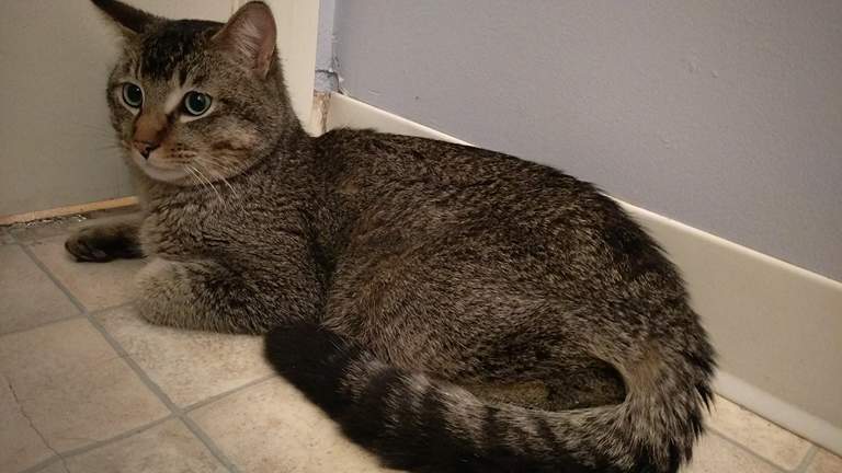 Tango – Paws & Claws Animal Rescue