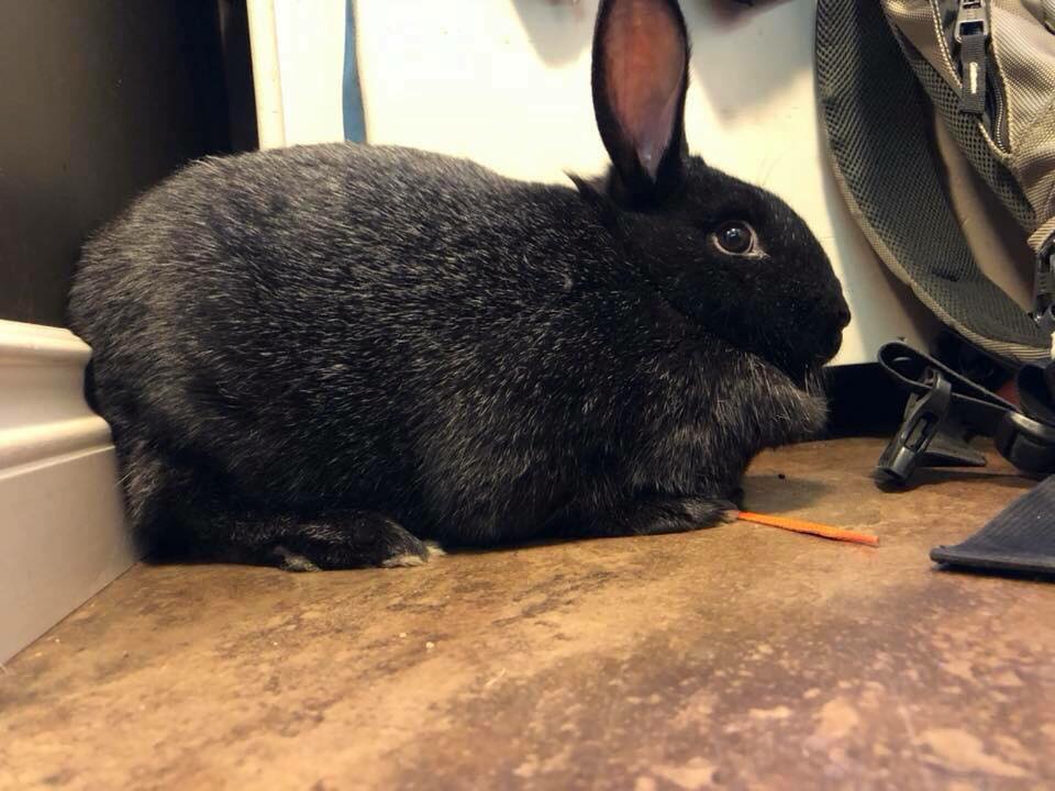 Ms Hops – Paws & Claws Animal Rescue