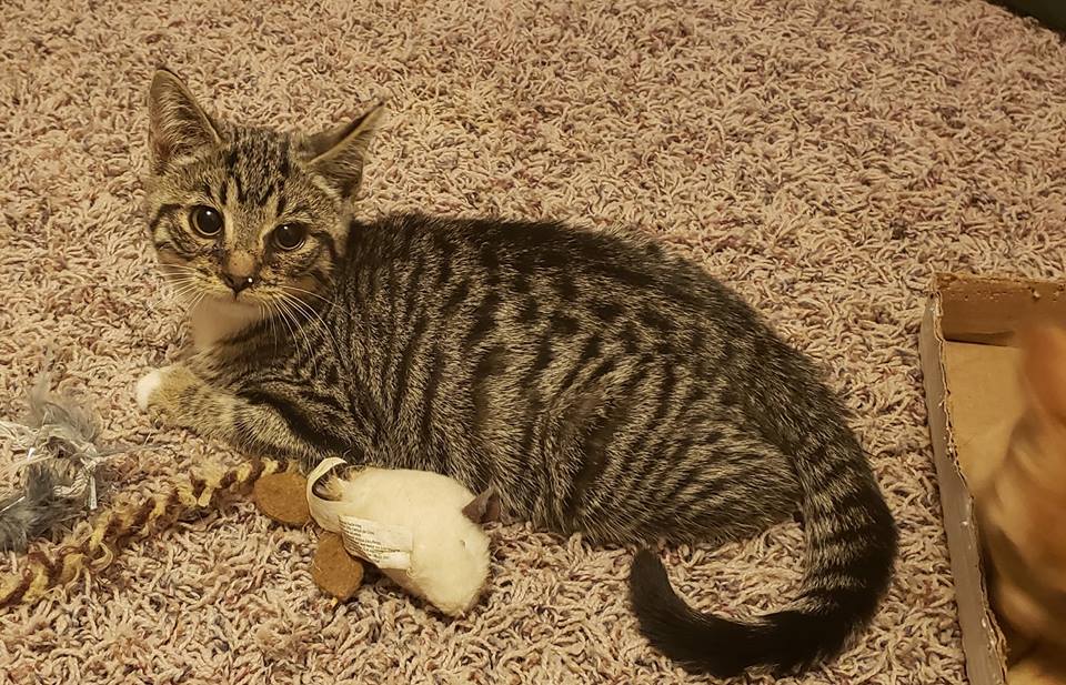 Pebbles – Paws & Claws Animal Rescue