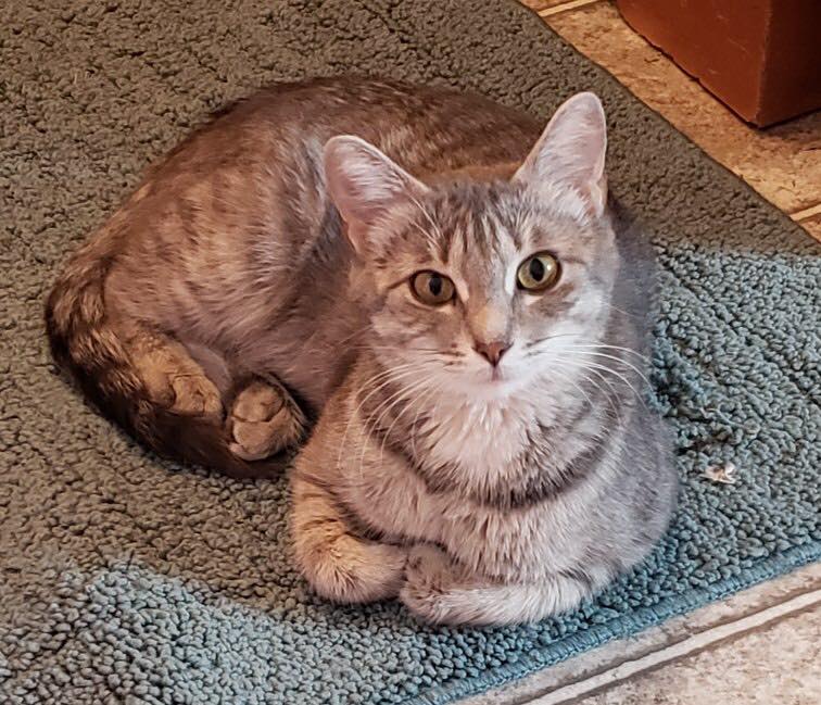 Chloe – Paws & Claws Animal Rescue