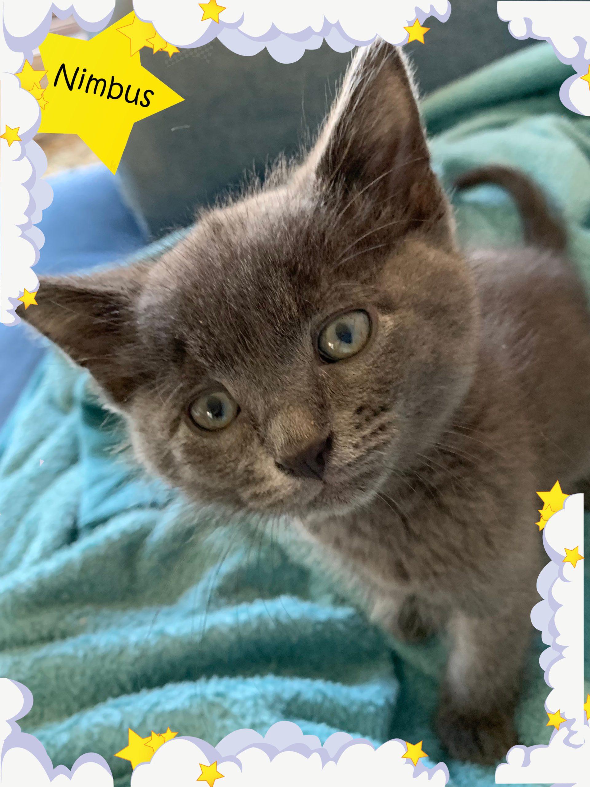 Nimbus – Paws & Claws Animal Rescue