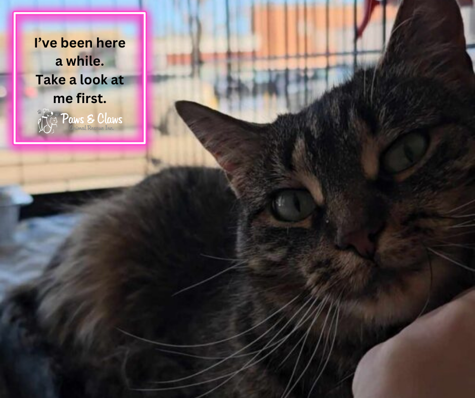 Available in Pet Stores – Paws & Claws Animal Rescue