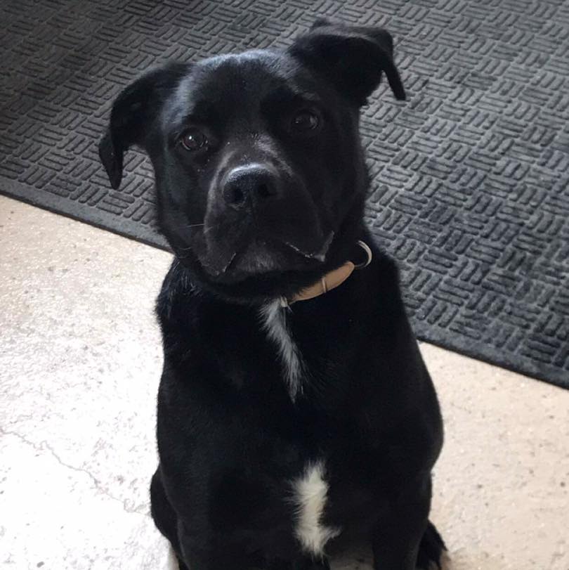 Ruger – Paws & Claws Animal Rescue