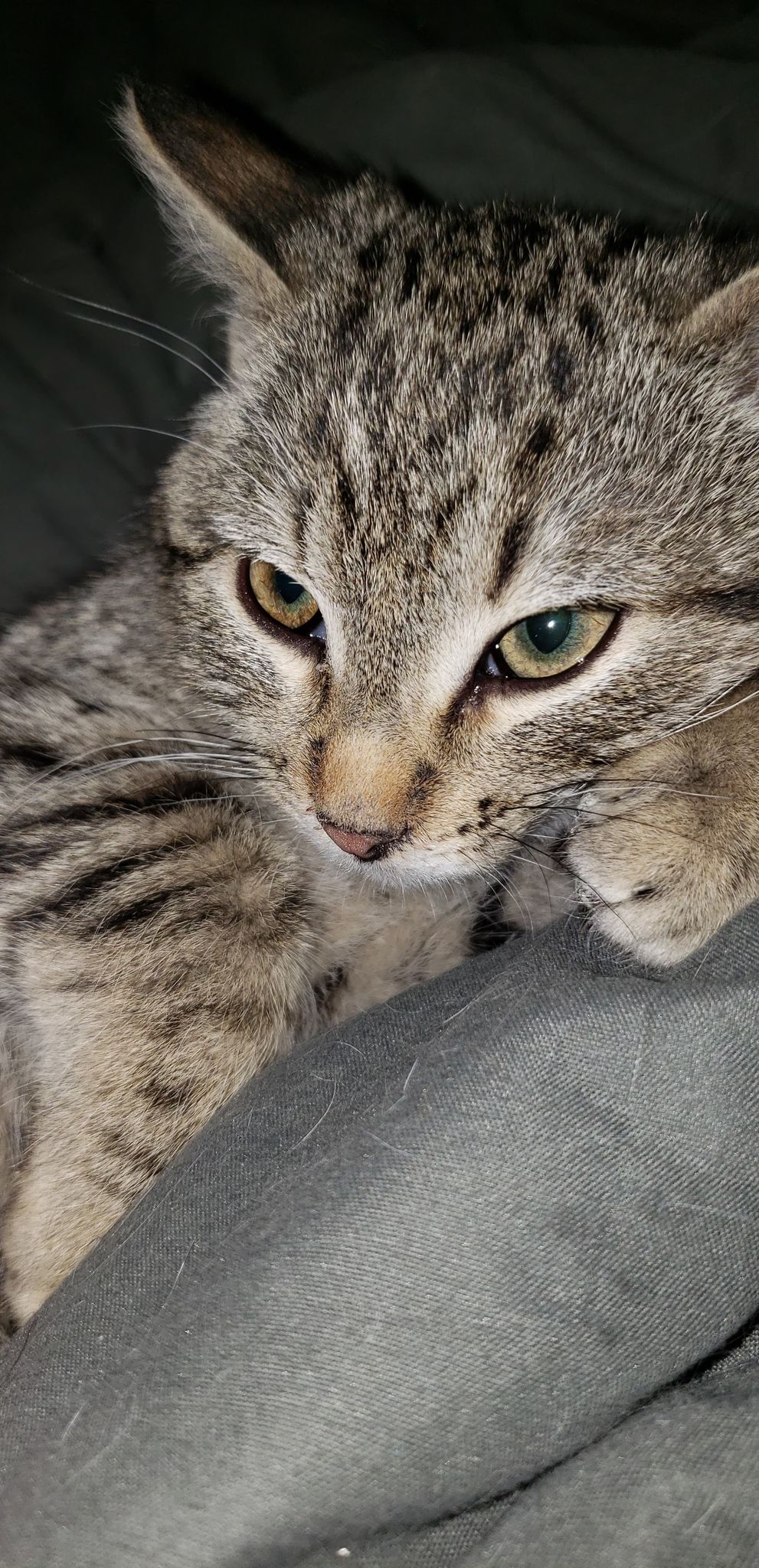 Eve – Paws & Claws Animal Rescue