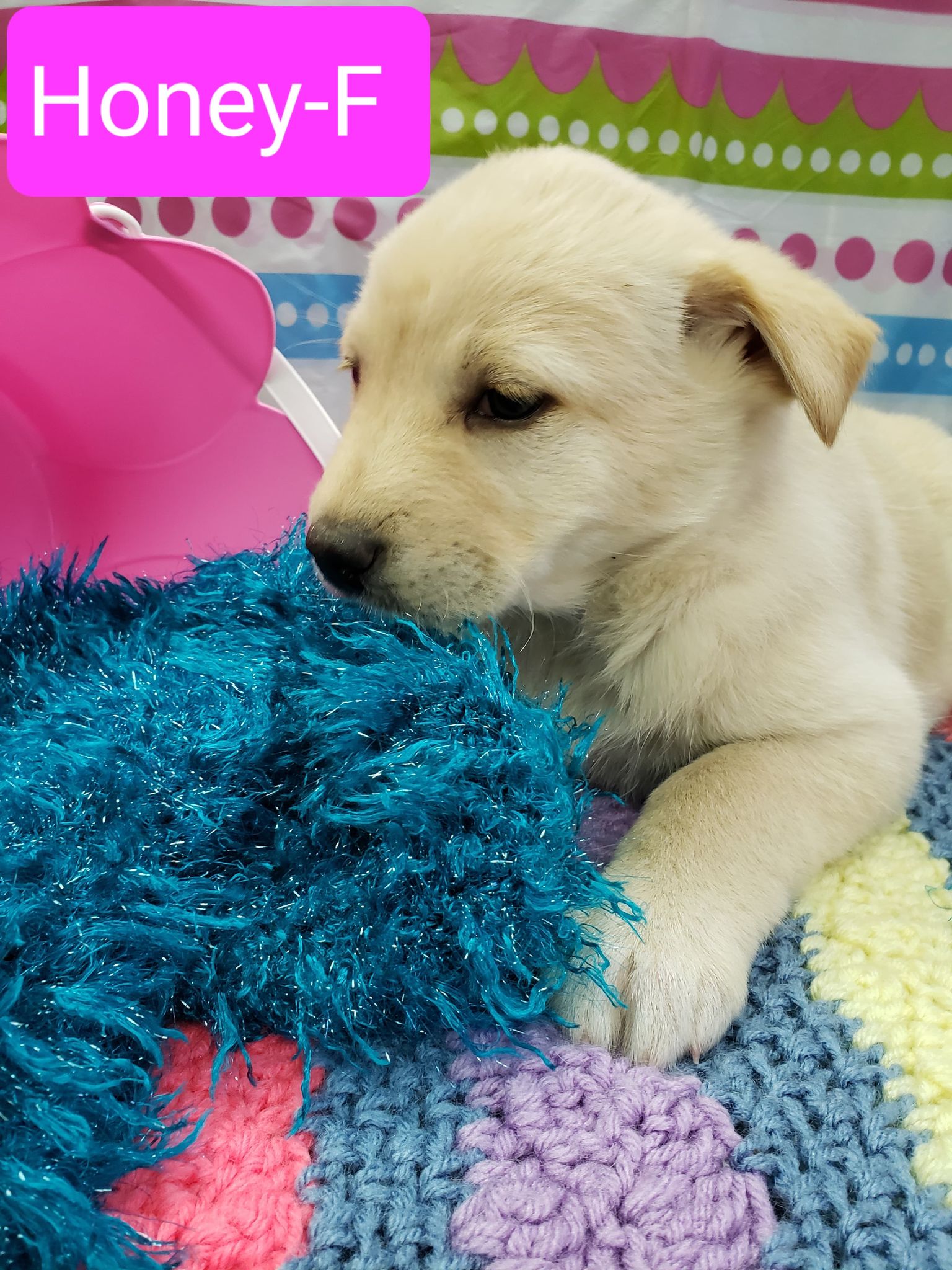 honey – Paws & Claws Animal Rescue