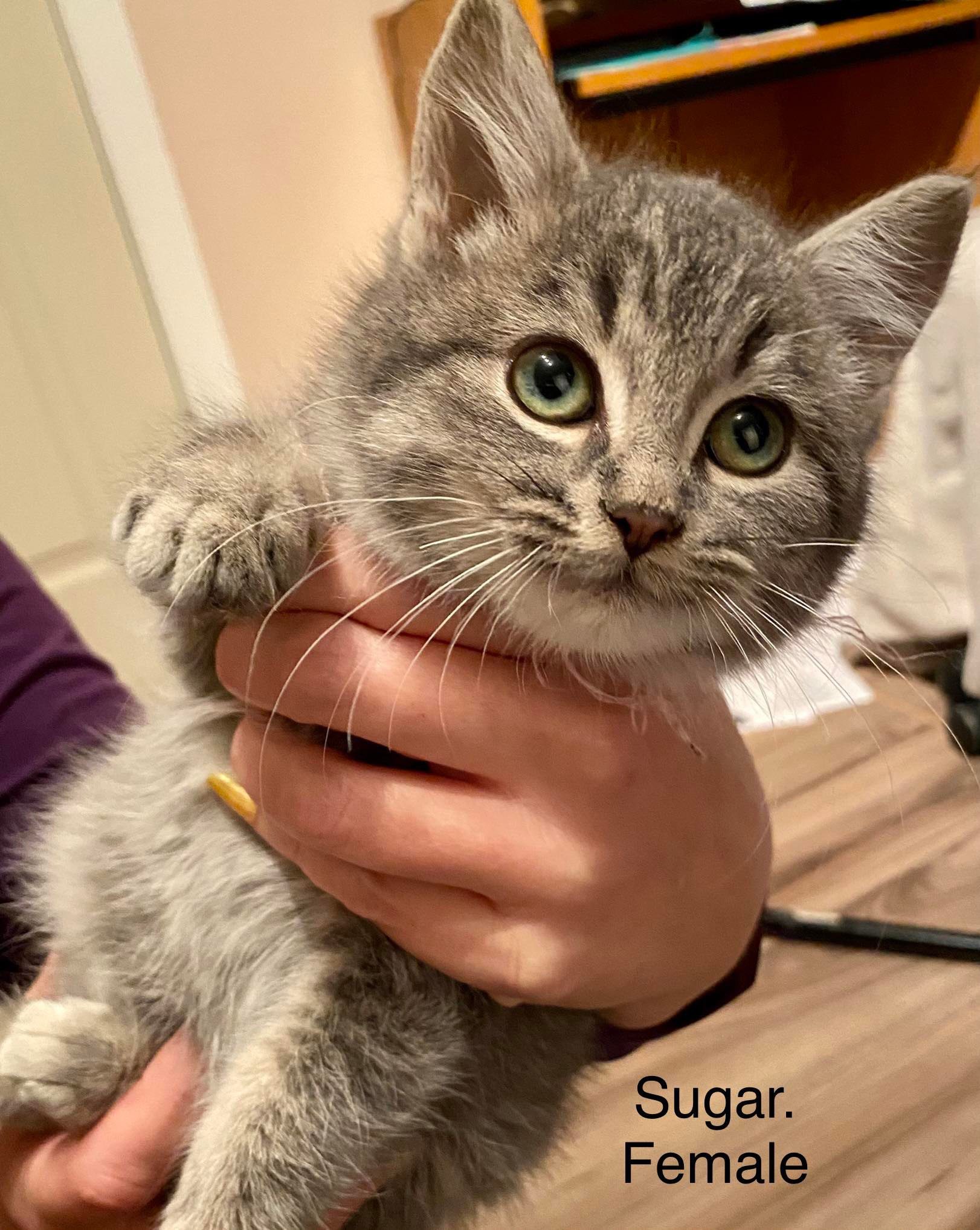 sugar – Paws & Claws Animal Rescue