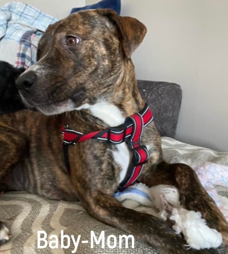 Dogs – Paws & Claws Animal Rescue