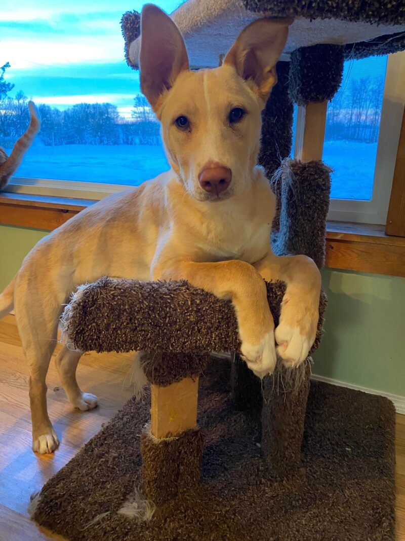 Dogs – Paws & Claws Animal Rescue