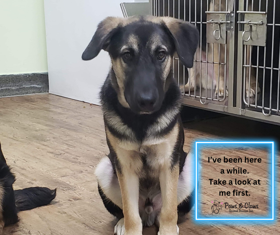 Dogs – Paws & Claws Animal Rescue