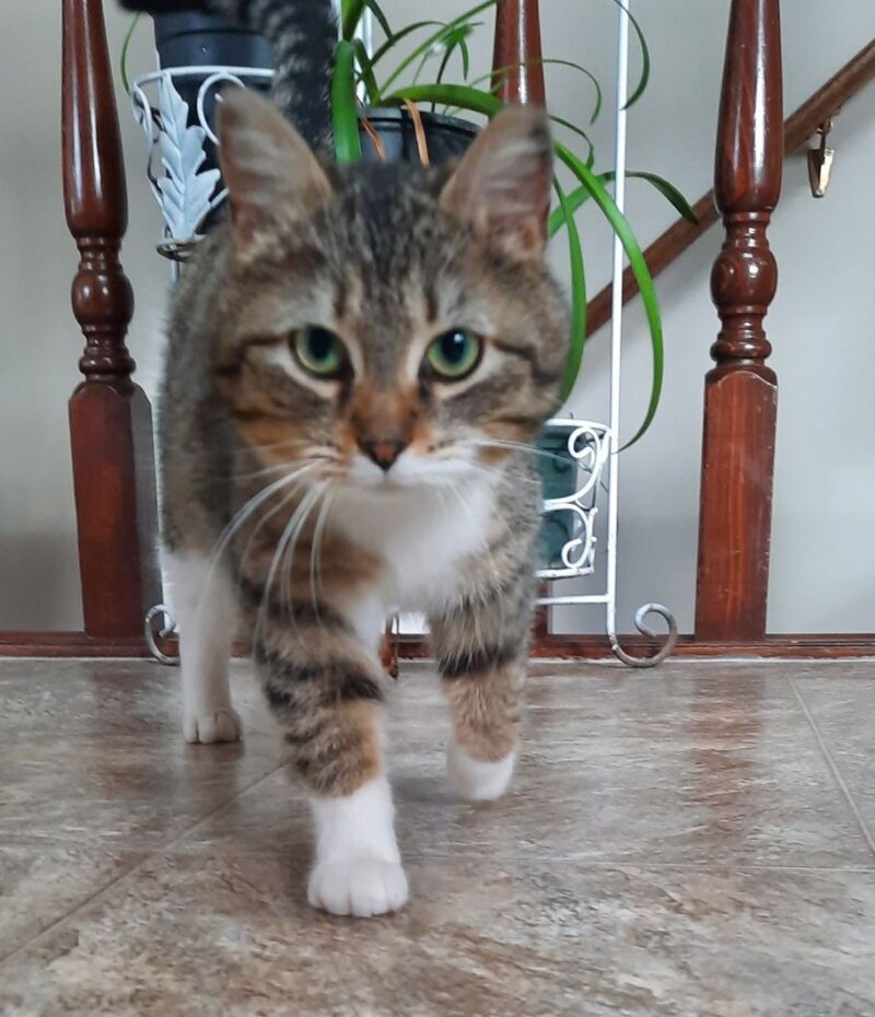 Cats – Paws & Claws Animal Rescue