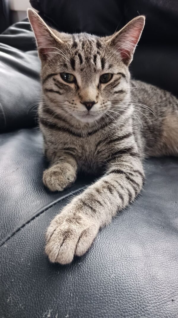 Cats – Paws & Claws Animal Rescue