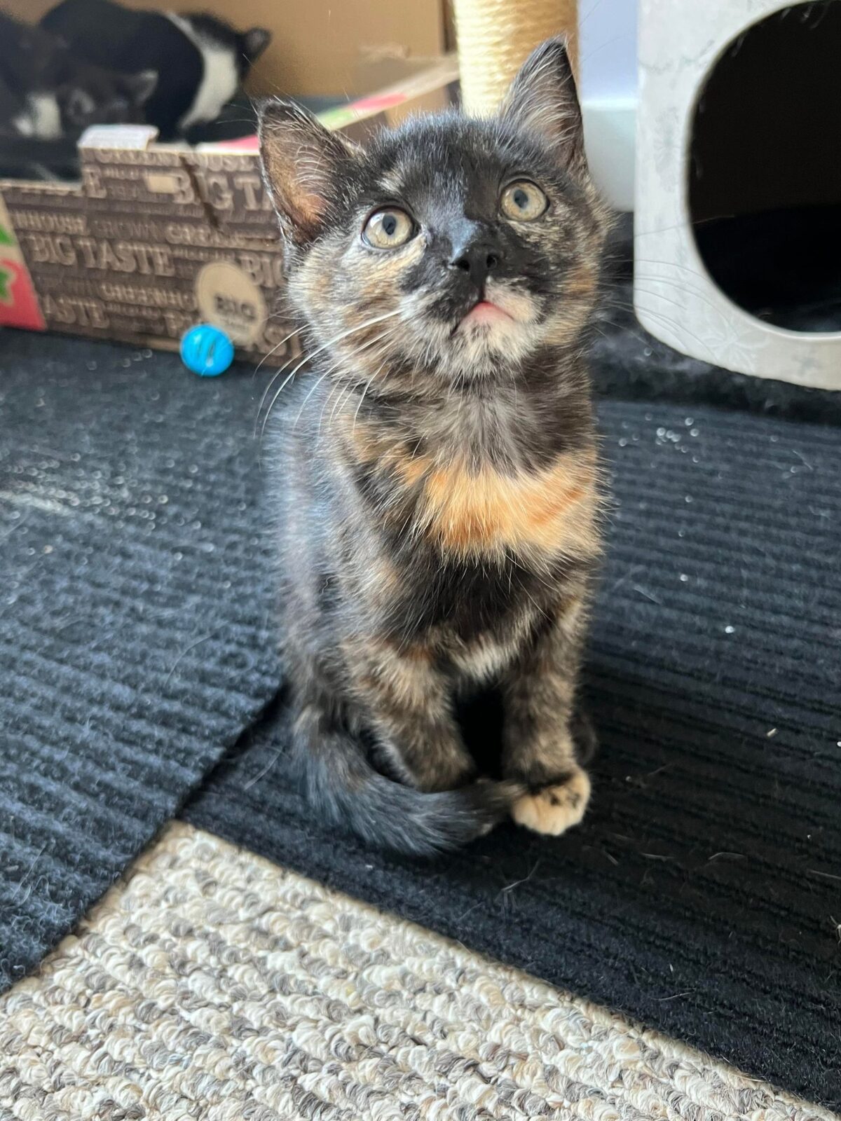 Cats – Paws & Claws Animal Rescue