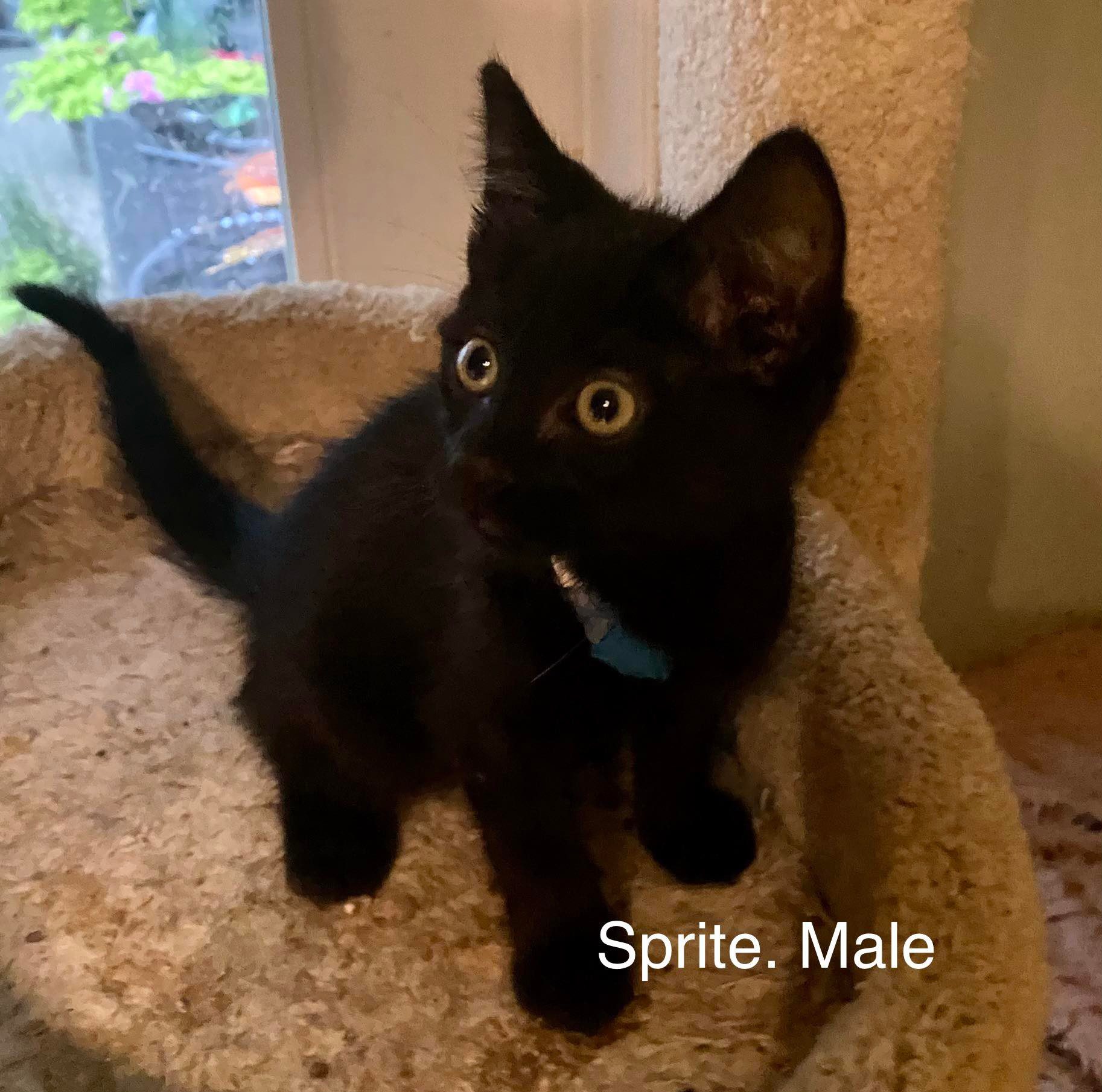 sprite – Paws & Claws Animal Rescue