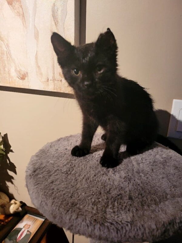 Cats – Paws & Claws Animal Rescue