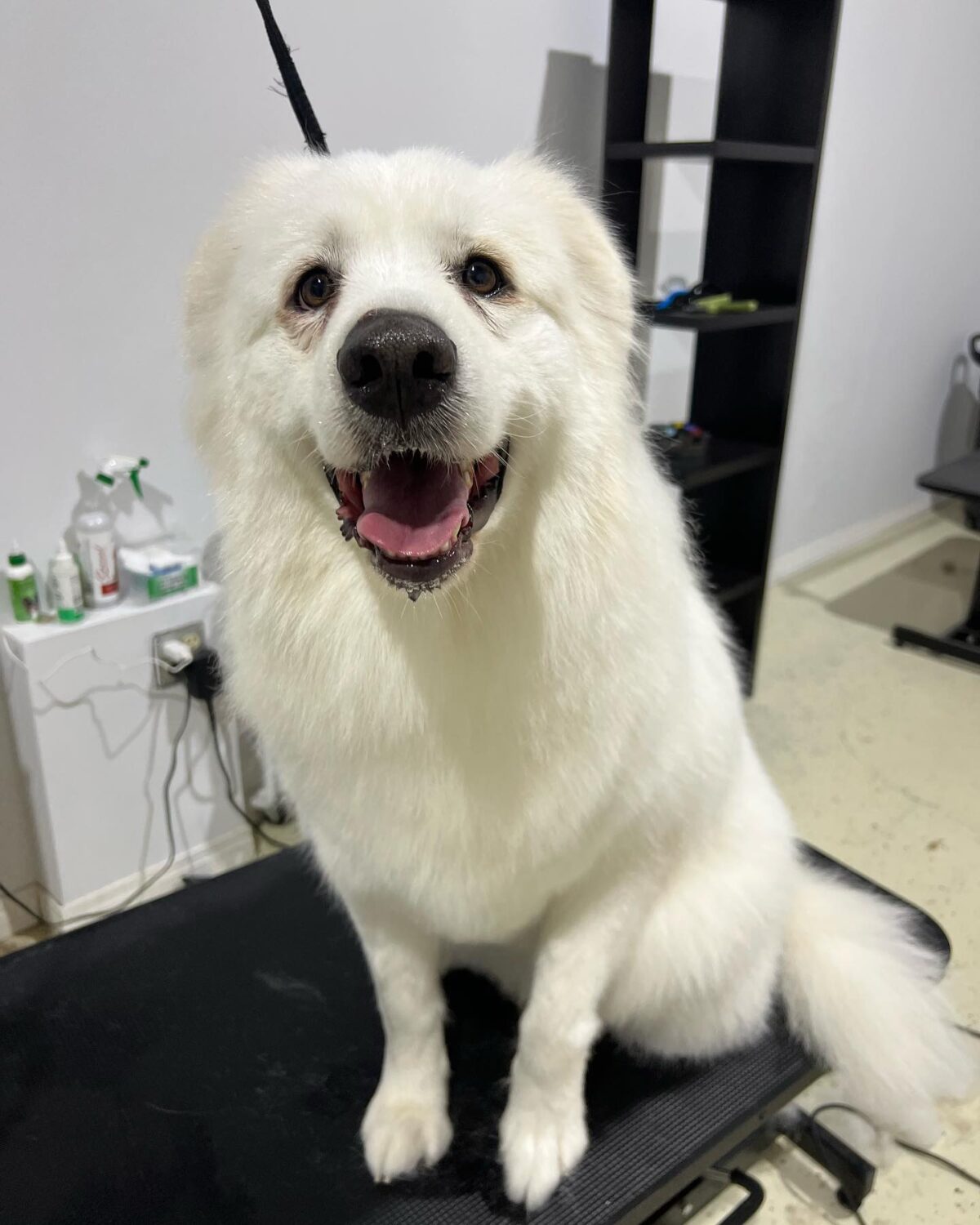 Dogs – Paws & Claws Animal Rescue