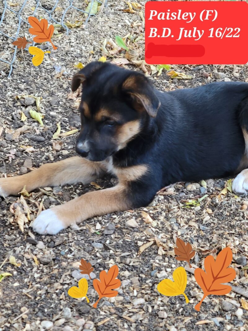 Dogs – Paws & Claws Animal Rescue