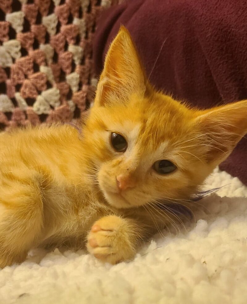 Cats – Paws & Claws Animal Rescue