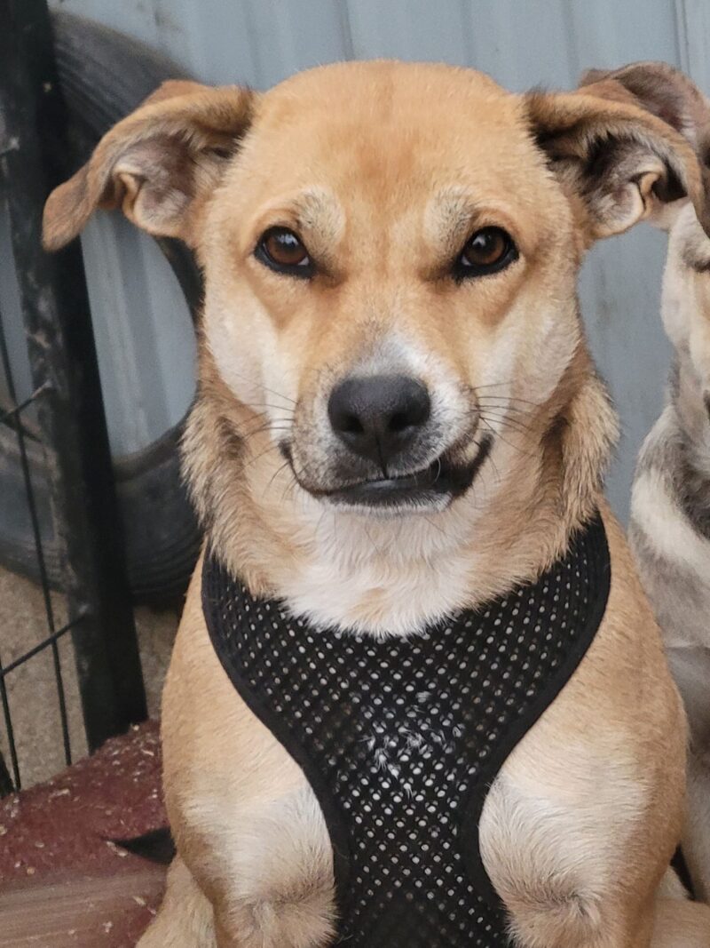 Dogs – Paws & Claws Animal Rescue