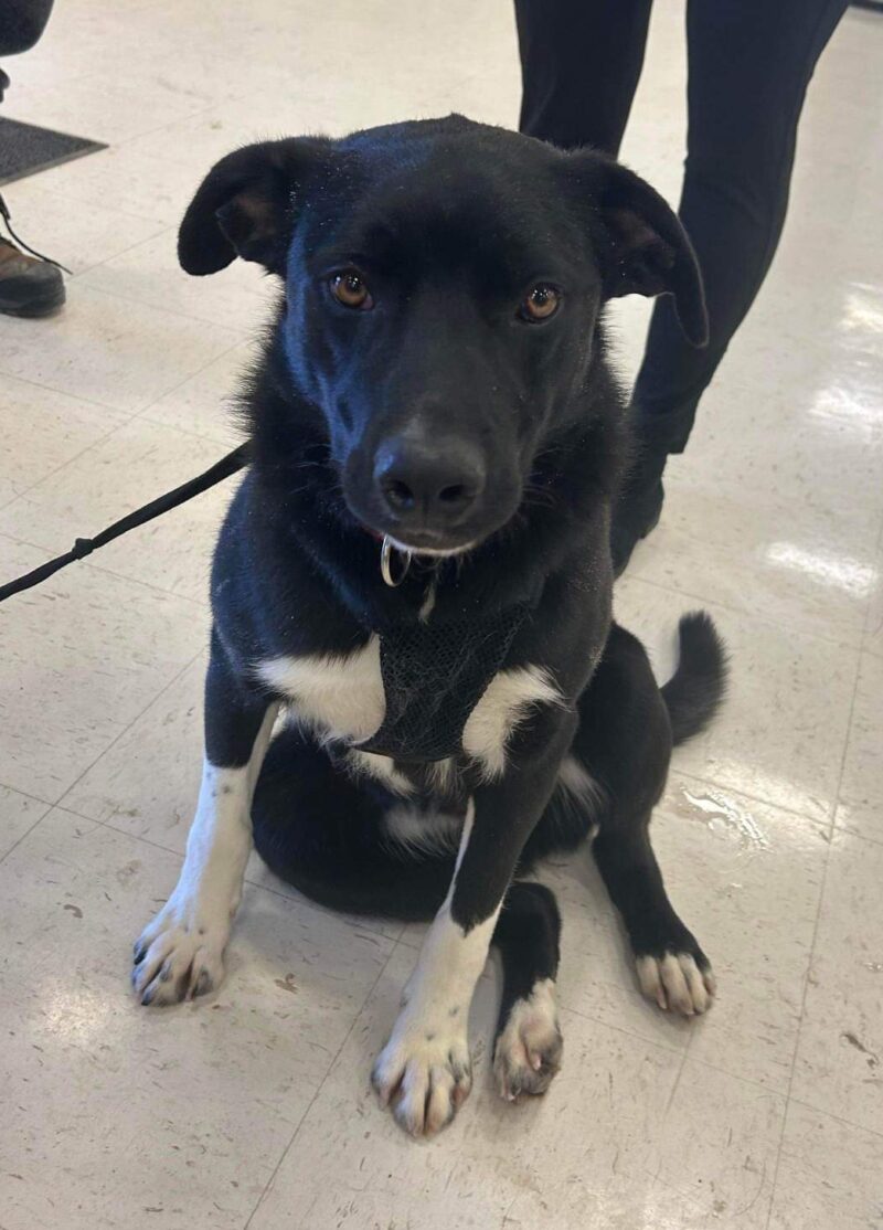 Dogs – Paws & Claws Animal Rescue