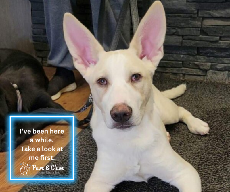 Dogs – Paws & Claws Animal Rescue