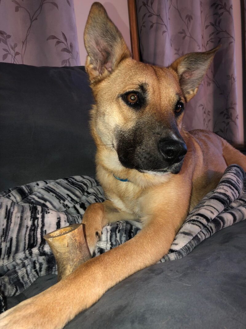 Dogs – Paws & Claws Animal Rescue