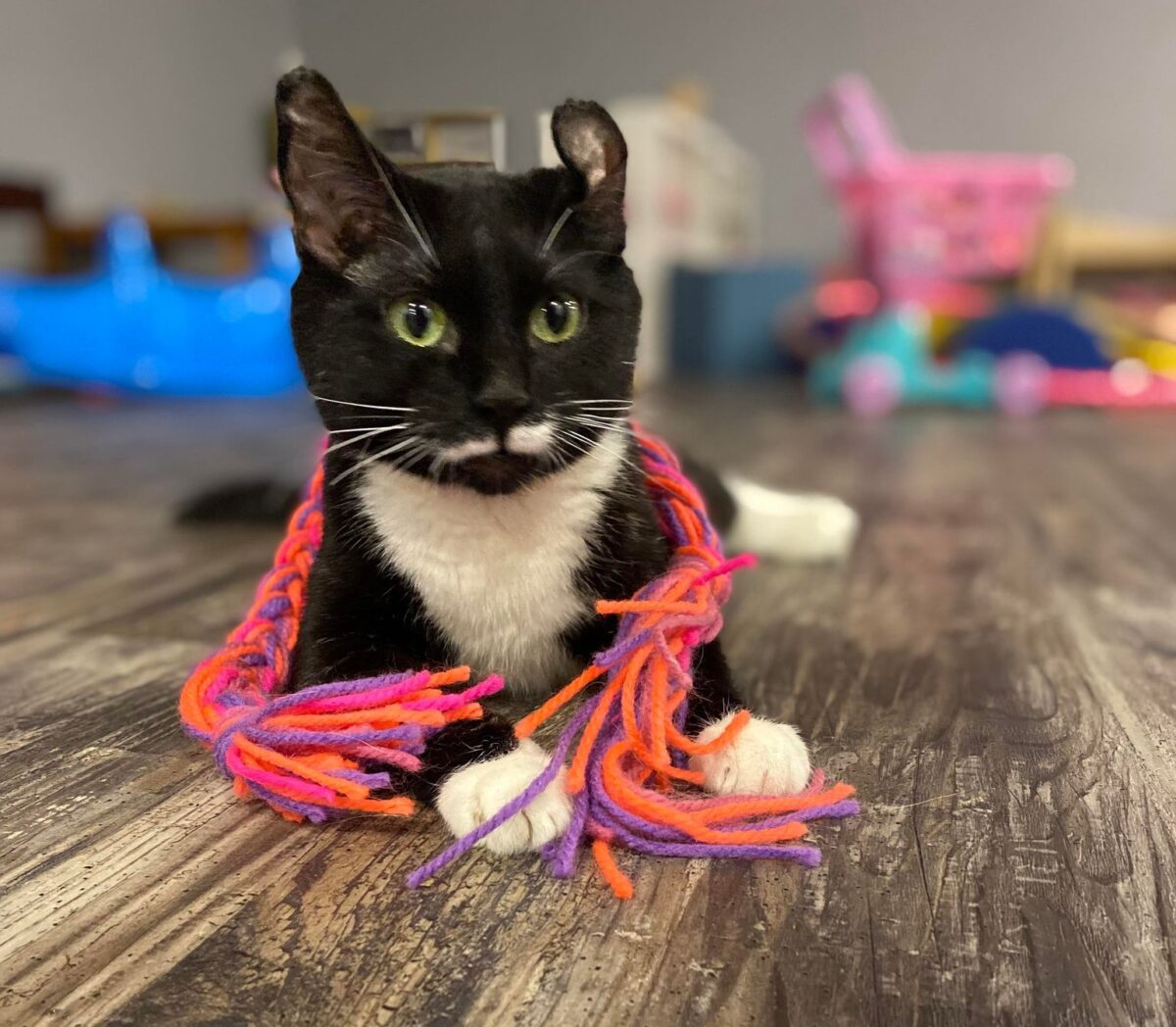 Cats – Paws & Claws Animal Rescue