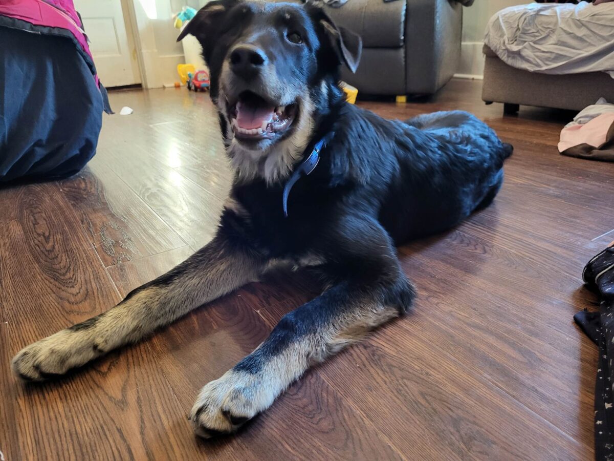 Dogs – Paws & Claws Animal Rescue