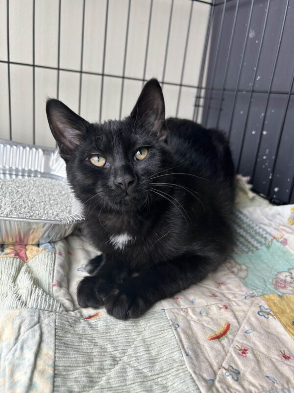 Cats – Paws & Claws Animal Rescue