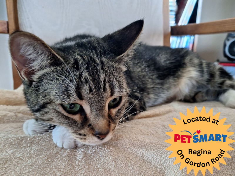 Available in Pet Stores – Paws & Claws Animal Rescue