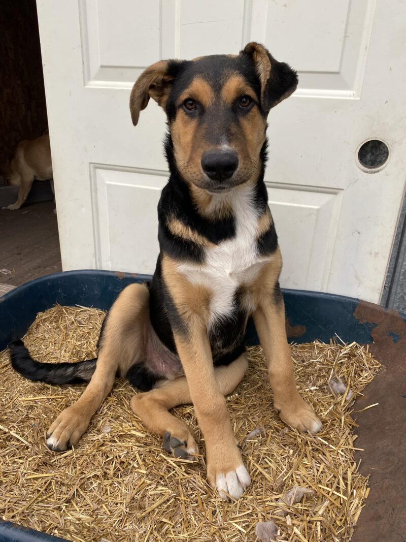 Dogs – Paws & Claws Animal Rescue