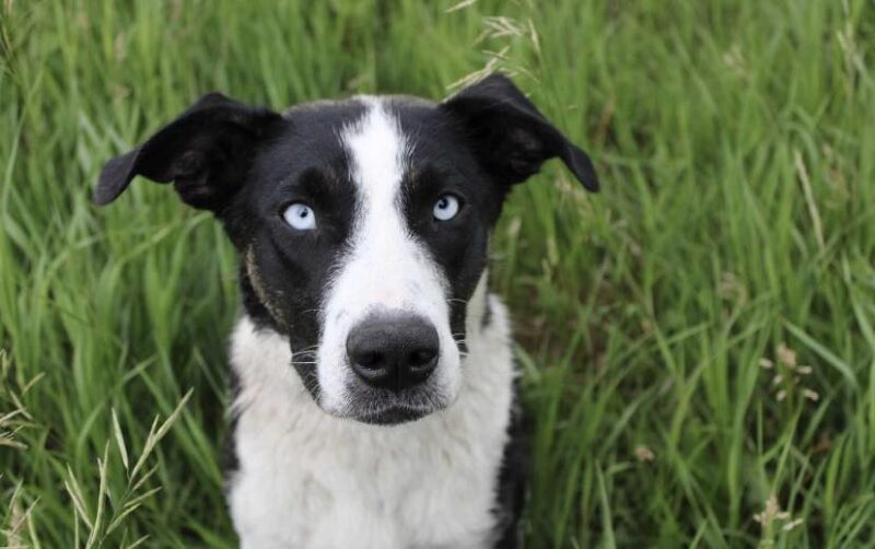 Dogs – Paws & Claws Animal Rescue