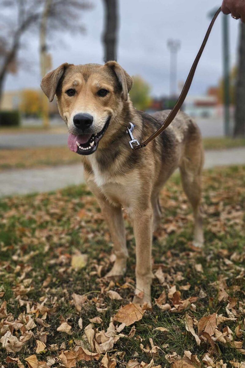 Dogs – Paws & Claws Animal Rescue