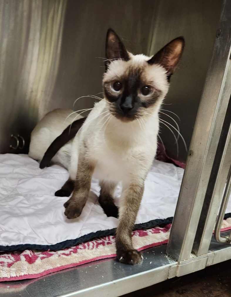 dancer – Paws & Claws Animal Rescue