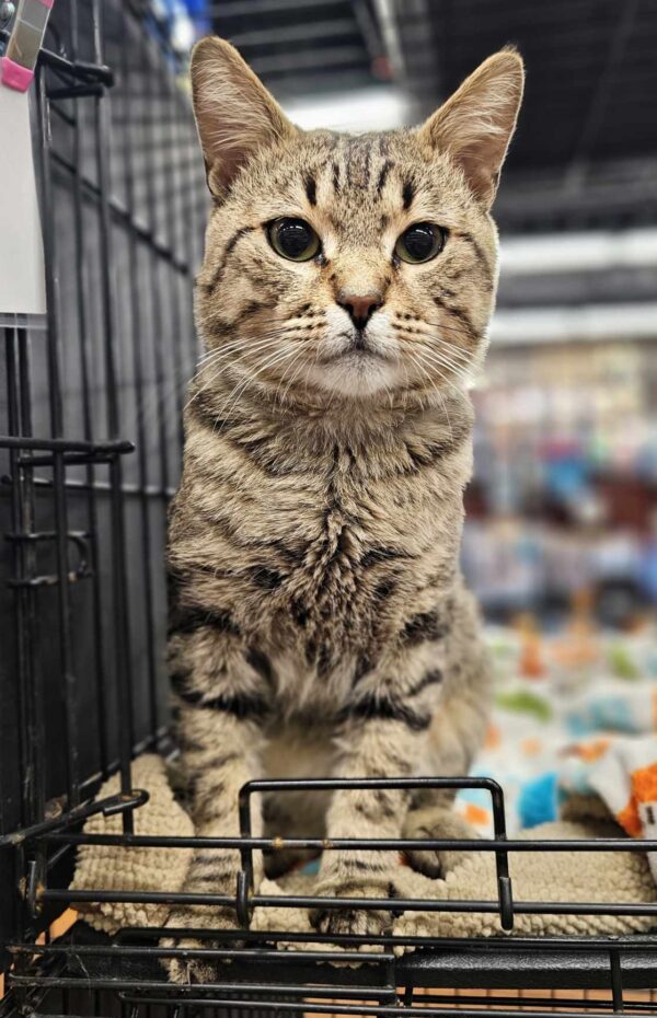 Cats – Paws & Claws Animal Rescue