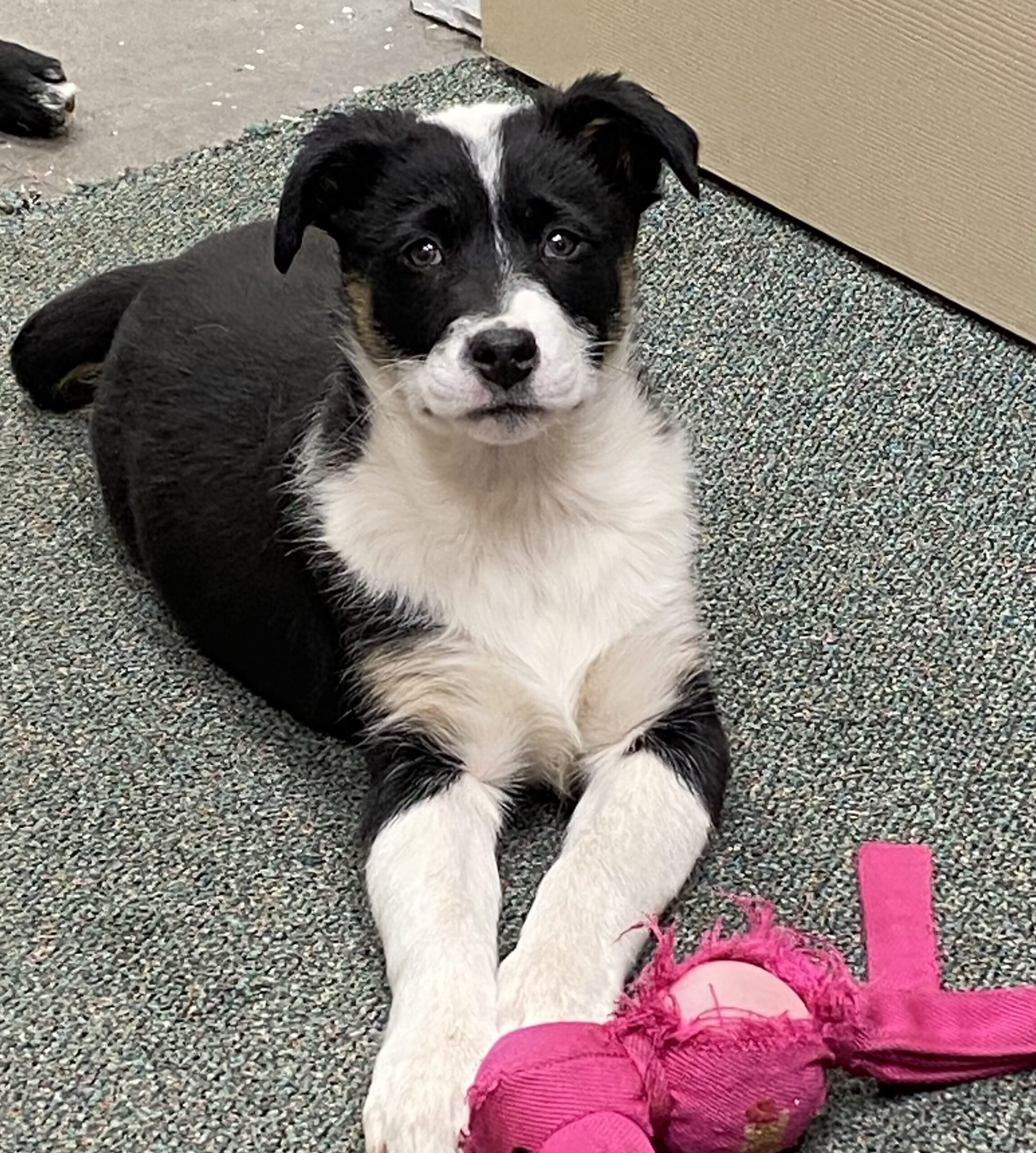 Dogs – Paws & Claws Animal Rescue