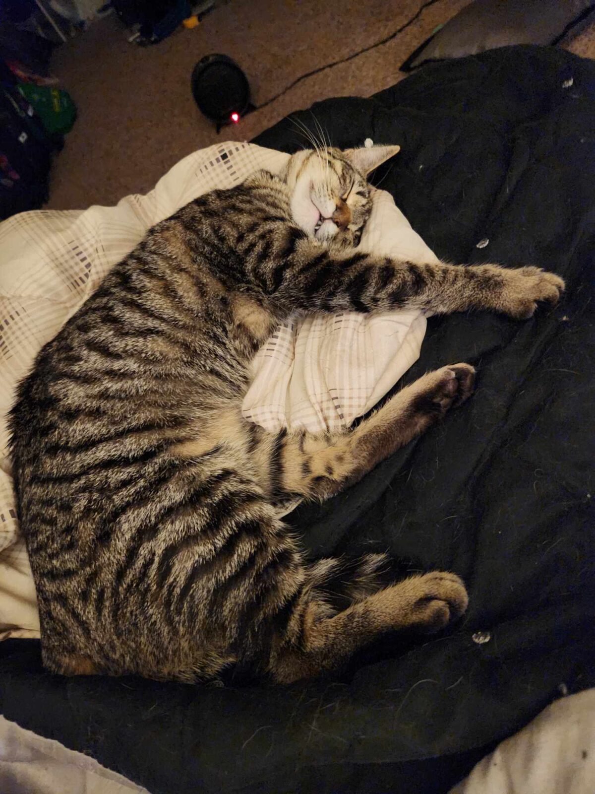 Cats – Paws & Claws Animal Rescue