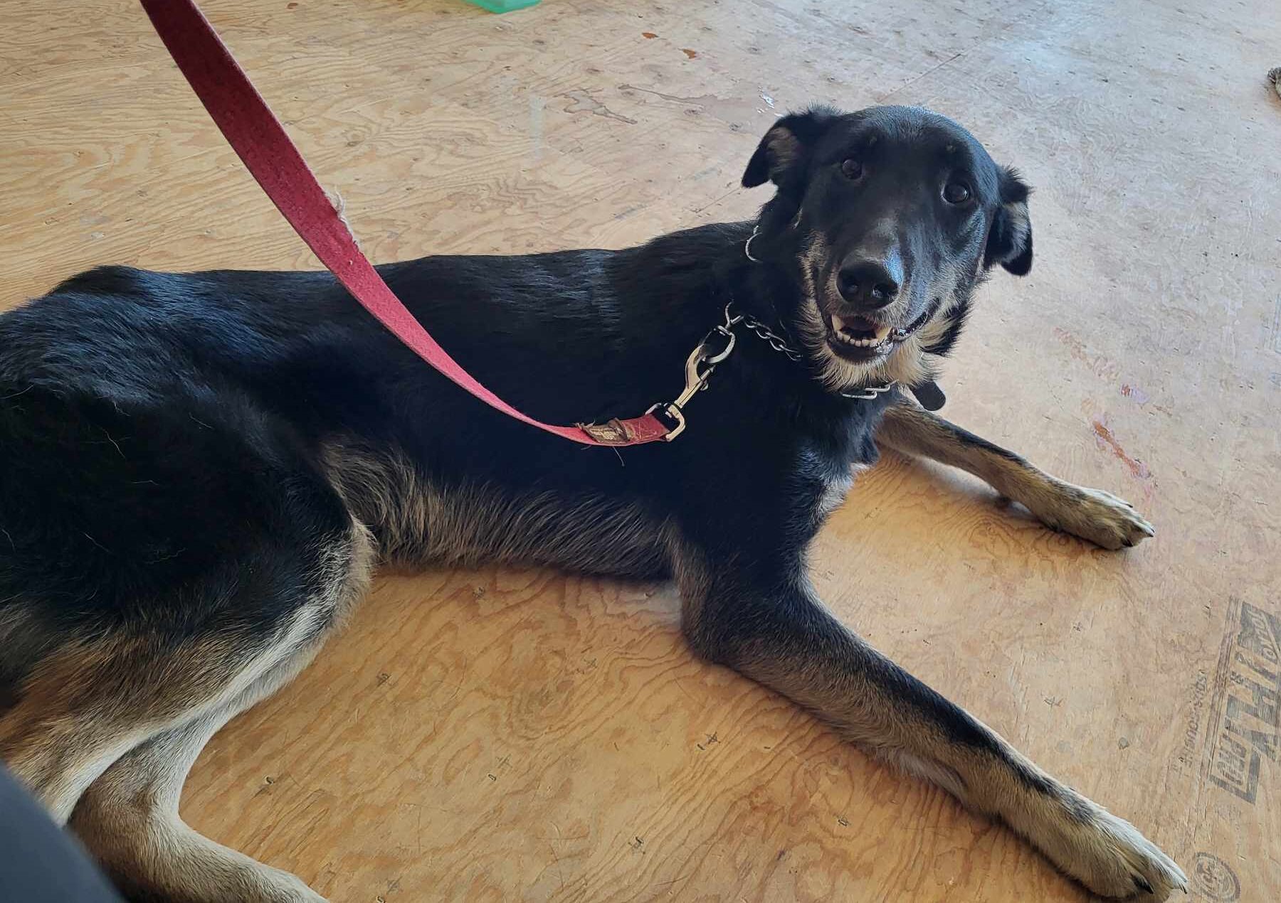 Dogs – Paws & Claws Animal Rescue