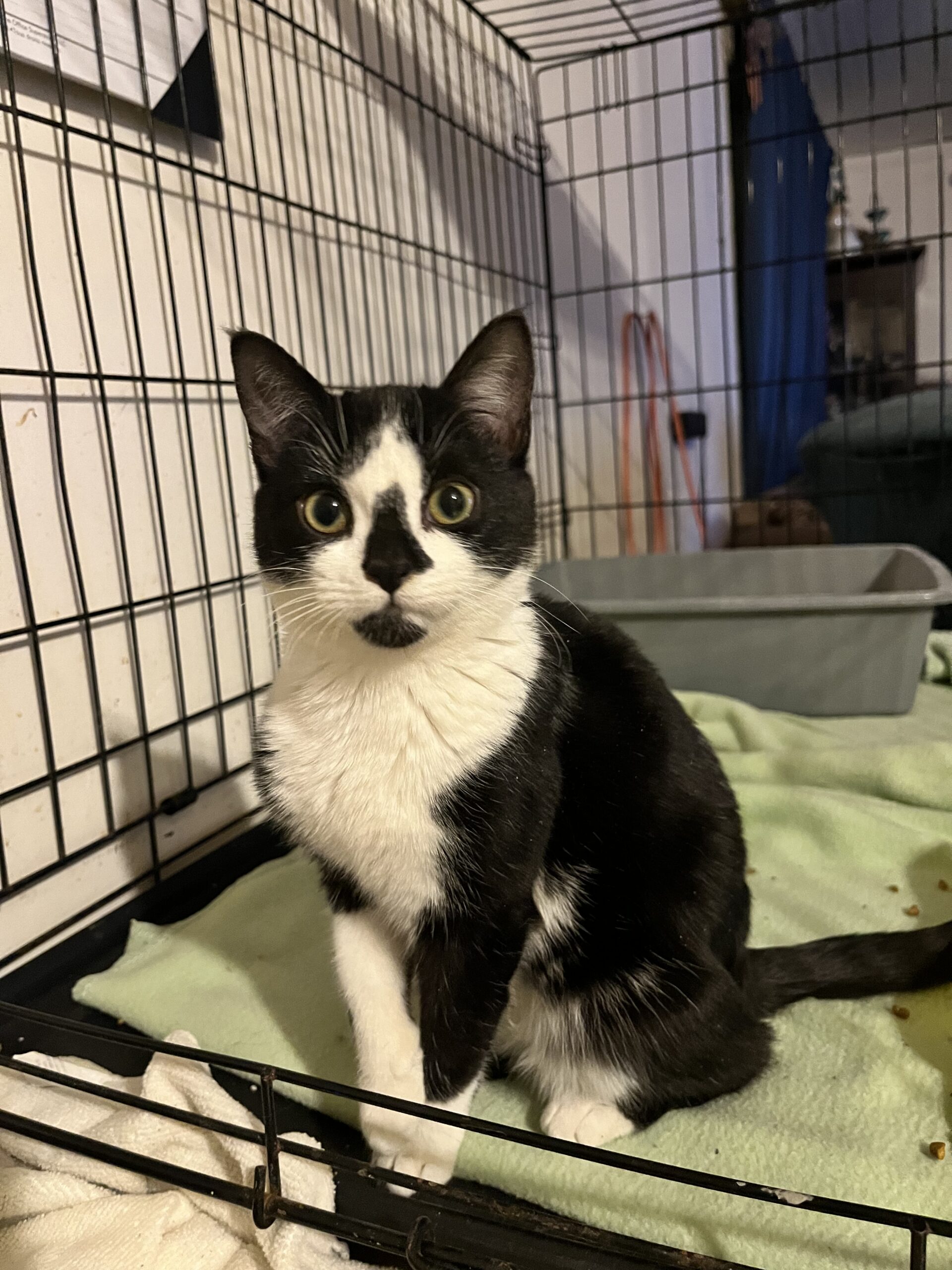 Cats – Paws & Claws Animal Rescue