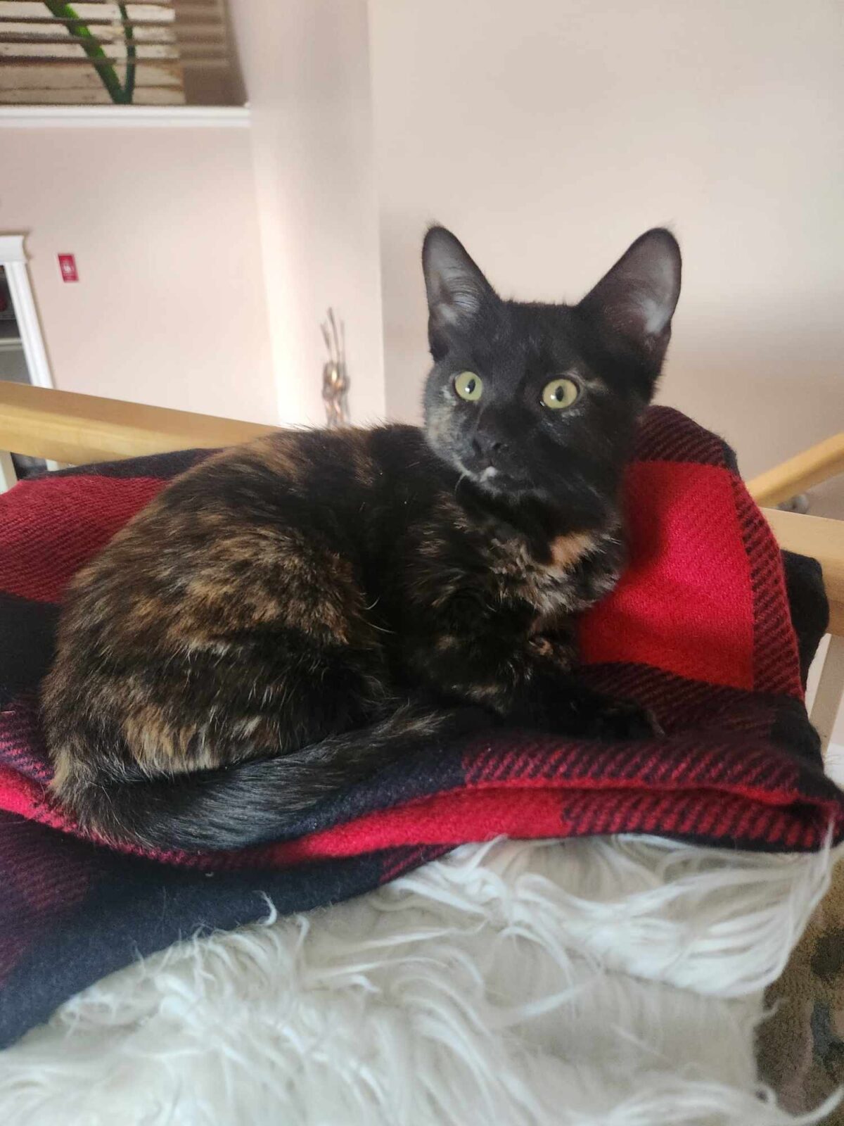 Cats – Paws & Claws Animal Rescue