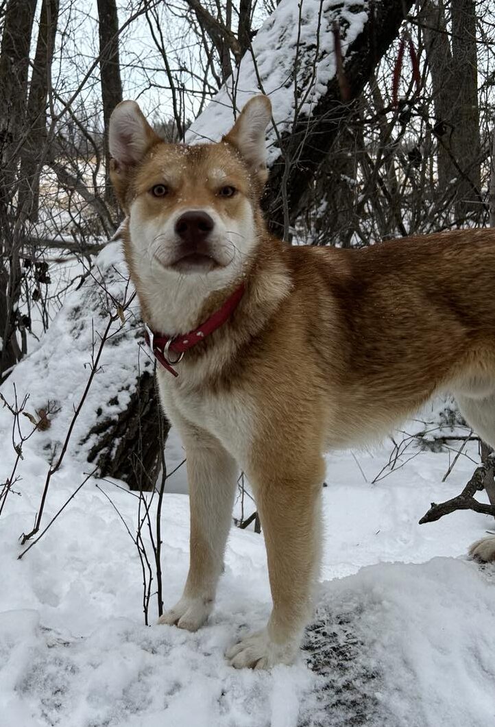 Fosters Needed – Paws & Claws Animal Rescue