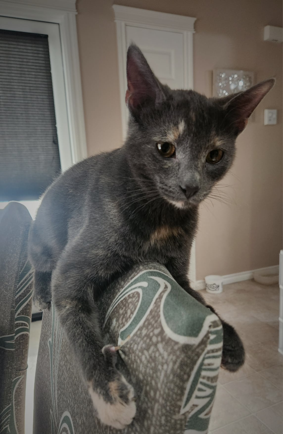 Available in Pet Stores – Paws & Claws Animal Rescue