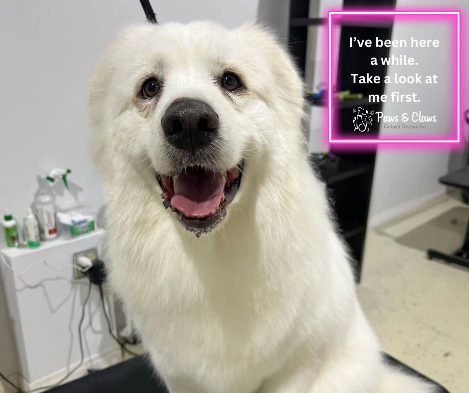 Dogs – Paws & Claws Animal Rescue