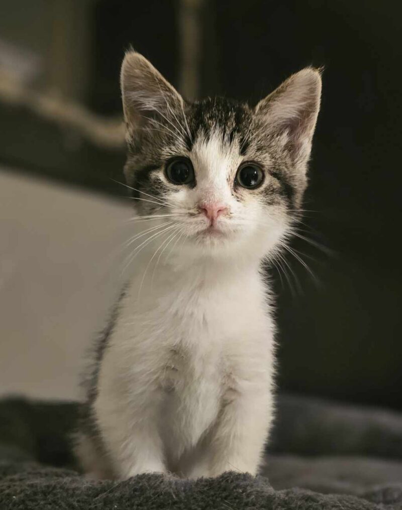 Cats – Paws & Claws Animal Rescue