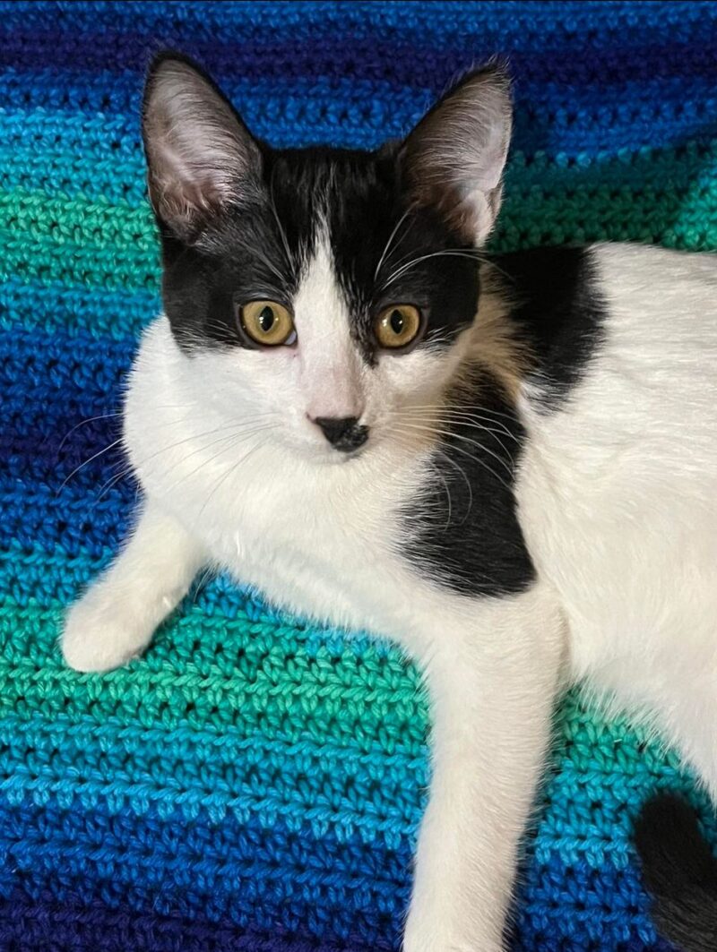 Cats – Paws & Claws Animal Rescue