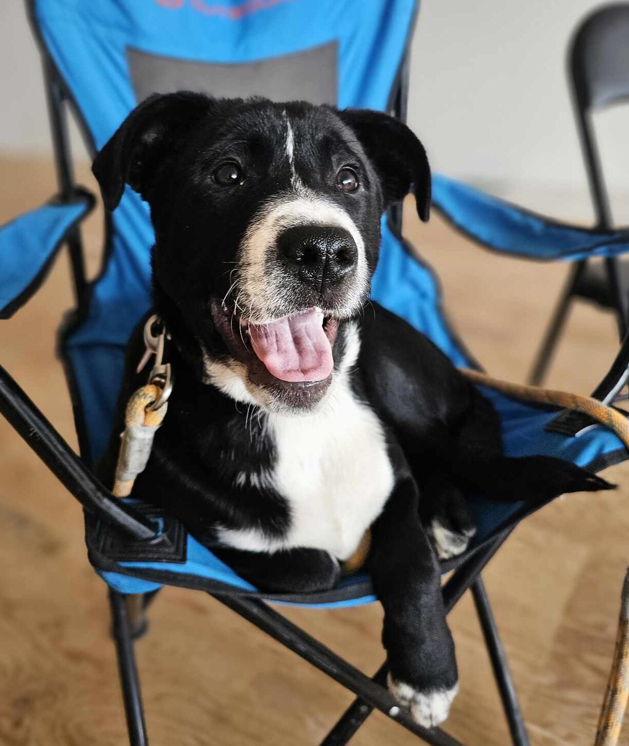 Dogs – Paws & Claws Animal Rescue