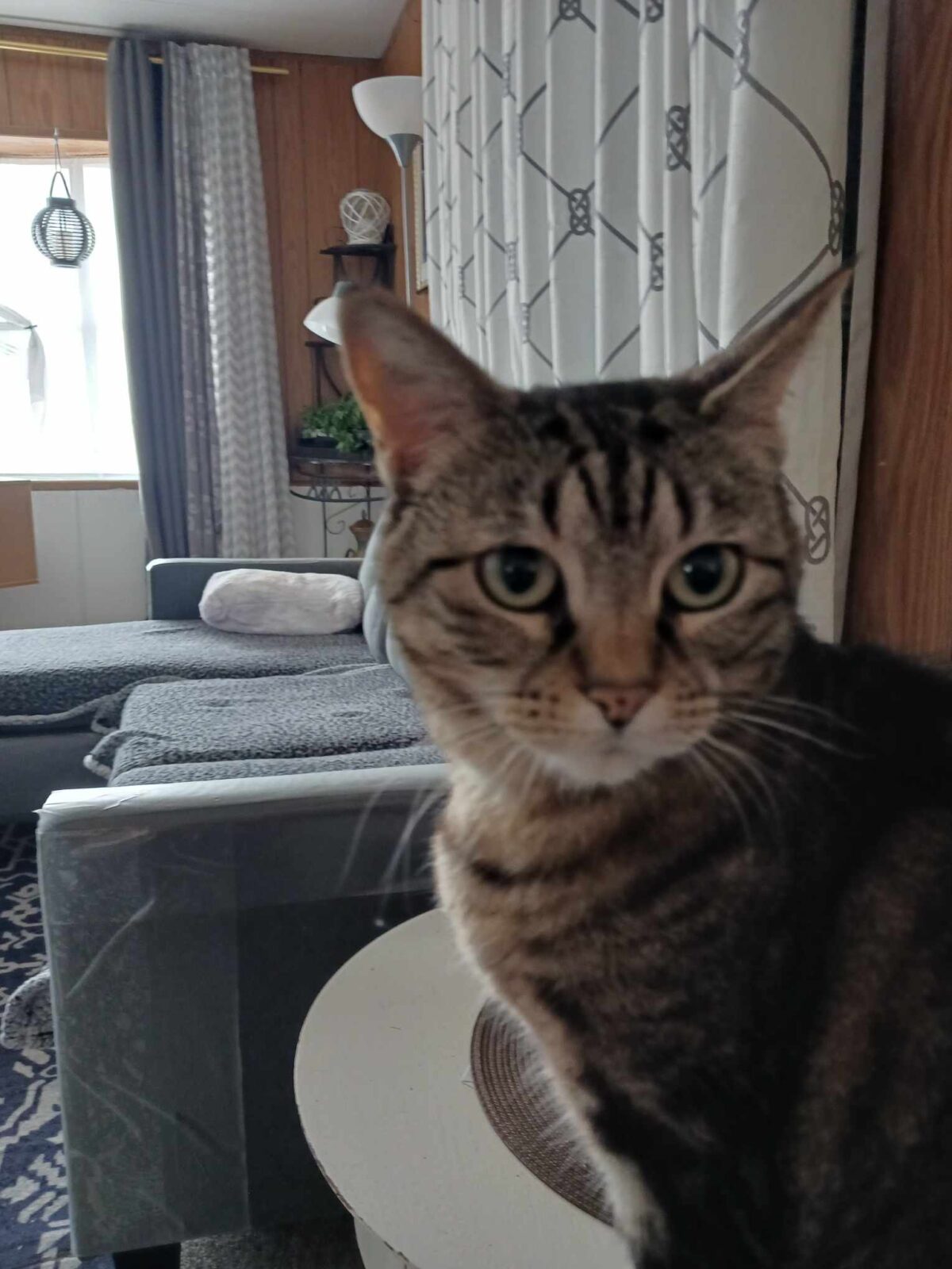 Cats – Paws & Claws Animal Rescue